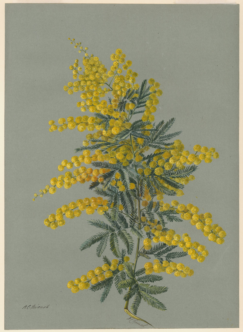 Rosa Fiveash botanical artwork | State Library of South Australia