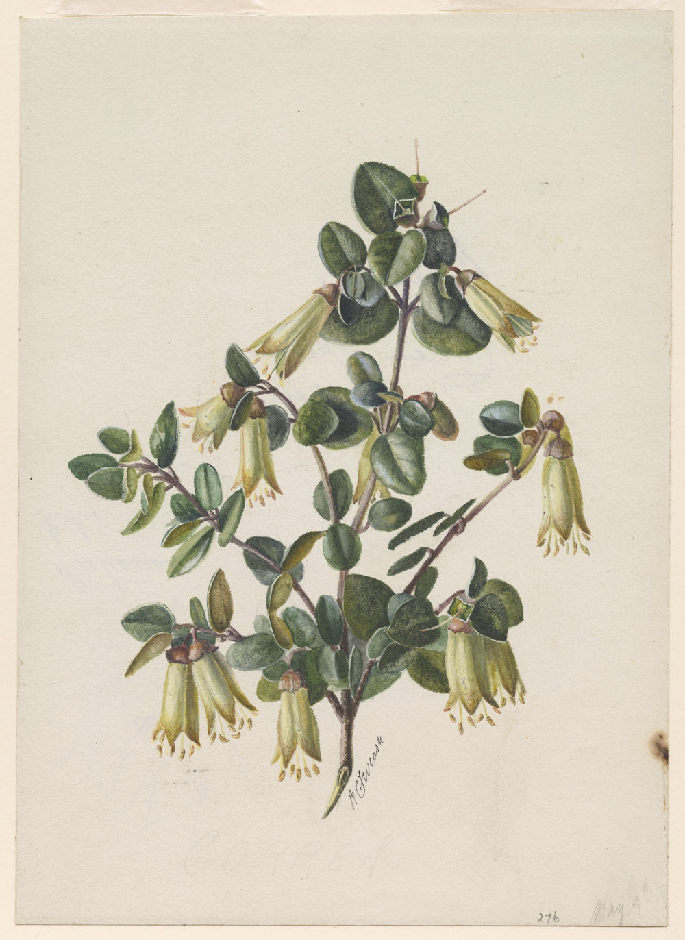Rosa Fiveash botanical artwork | State Library of South Australia